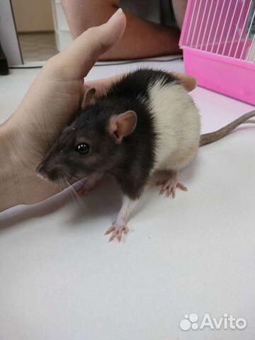 Крыса дамбо