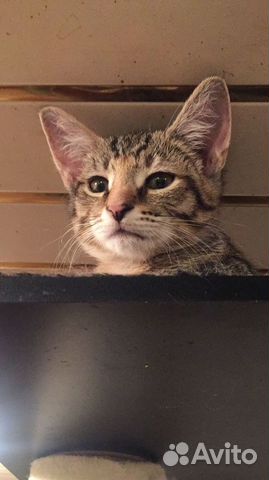 Ориенталка 5 мес