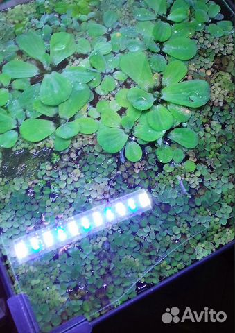 Аквариумные растения