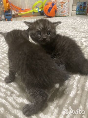 Шотландские котята