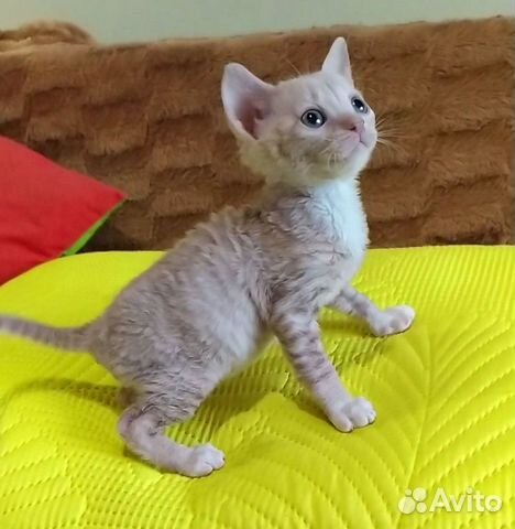 Крем и белый котик уральский рекс