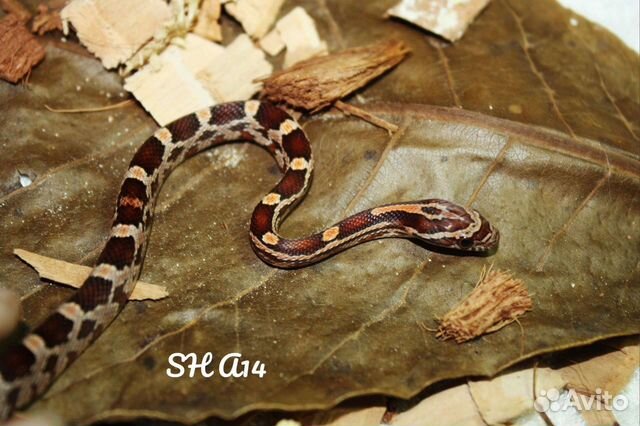 Маисовый полоз