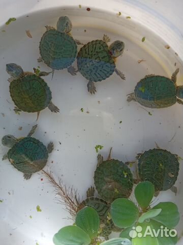 Продаю красноухих черепашек