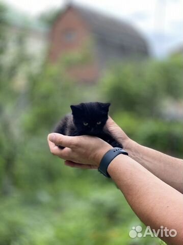 Котёнок