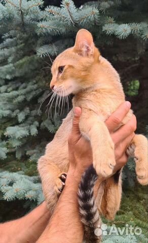 Кошка чаузи