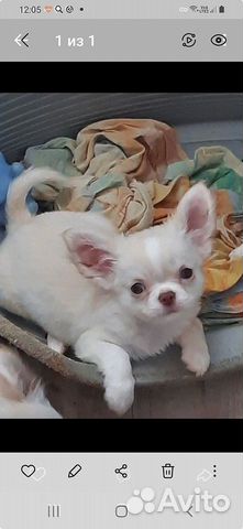 Девочка чихуахуа кремового окраса
