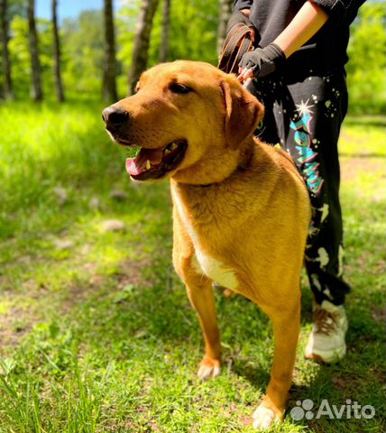 У Манго есть только клетка в приюте