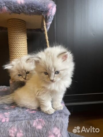 Невская маскарадная котята