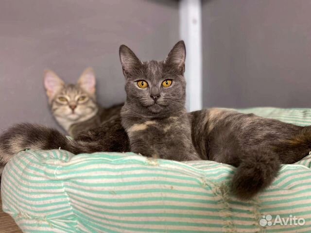 Брат с сестричкой ищут добрые ручки