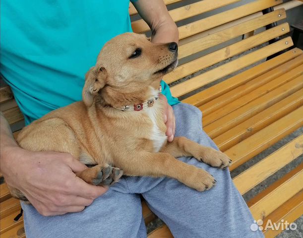 Щенок в добрые руки бесплатно