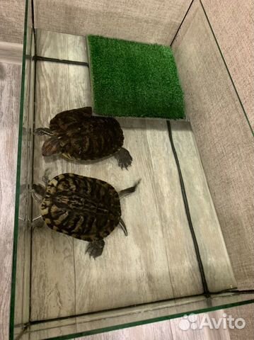 Аквариум террариум 100л