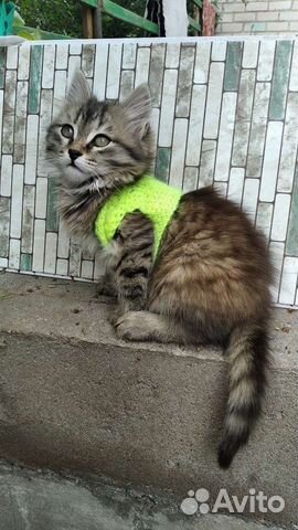 Кошка