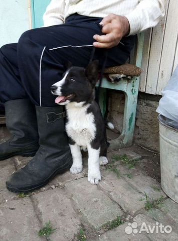 Собака в добрые руки щенок