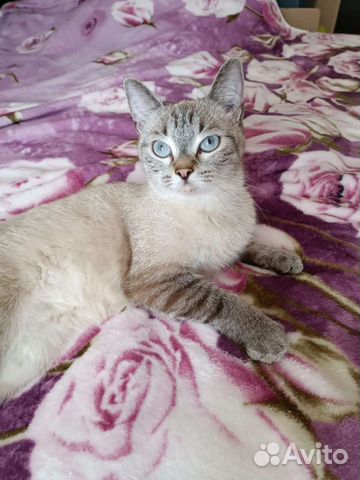 Кошка Пеппи