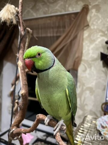 Ожереловый Попугай Самец