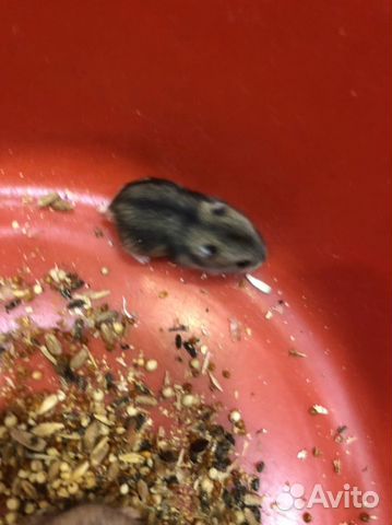 Джунгарский хомяк