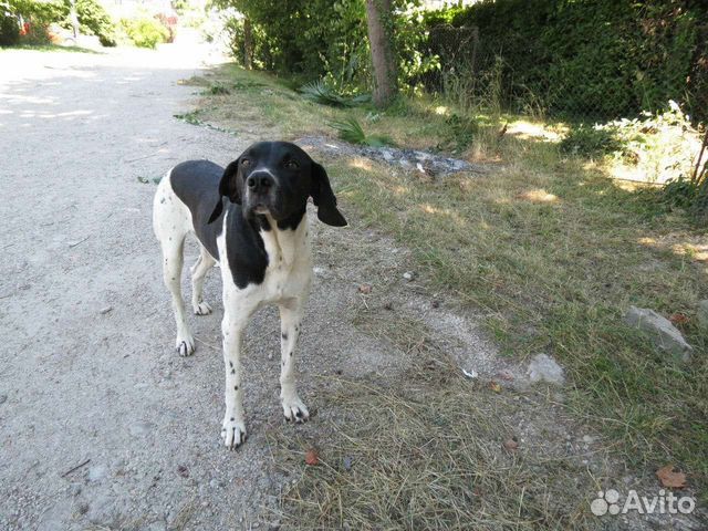 Собака в добрые руки