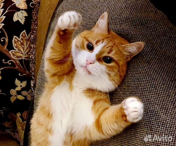 Марсик,солнечный рыжий котик