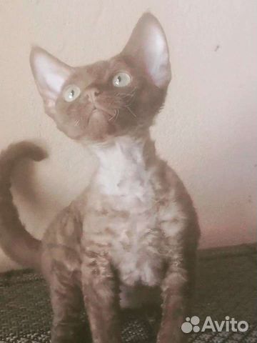 Котята девон-рекс