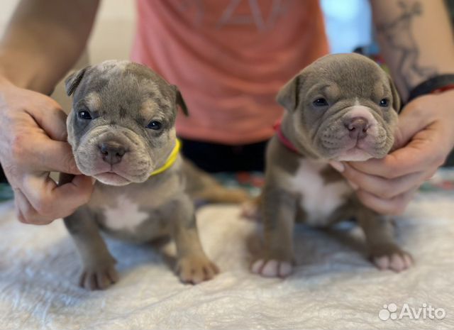 Американский булли щенки