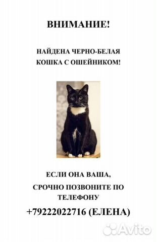 Найдена чёрно-белая кошка в зелёном ошейнике