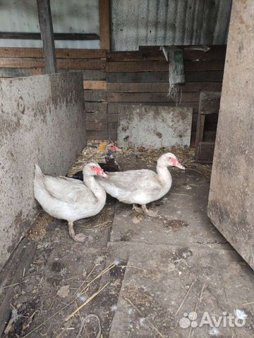 Индоутка мускусная утка