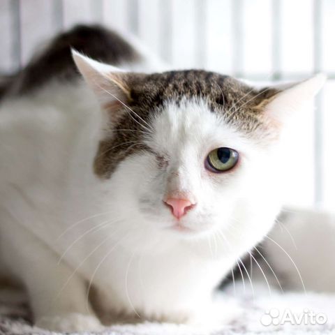 Кот Боря в дар