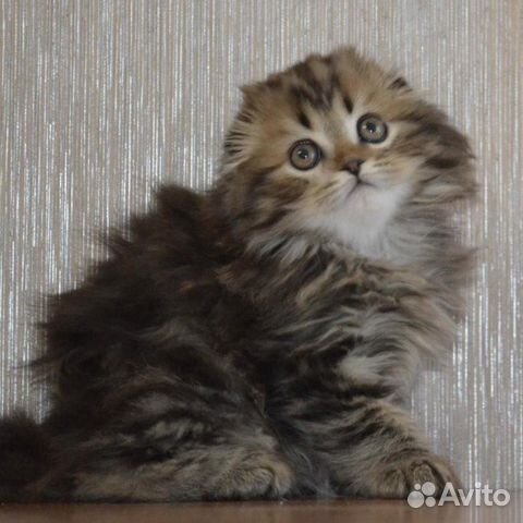 Котята вислоухие классные,привиты