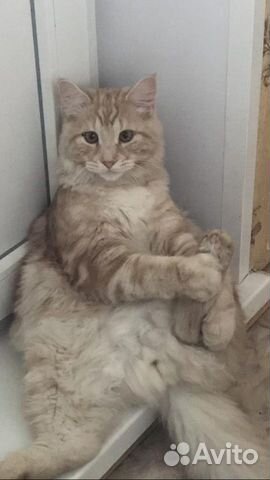 Кот Персик