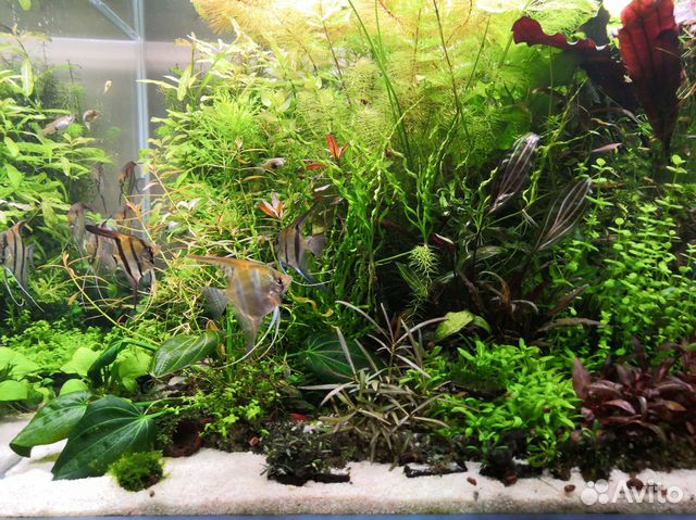 Эхинодорус Мичуринец