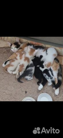 Домашние котятки