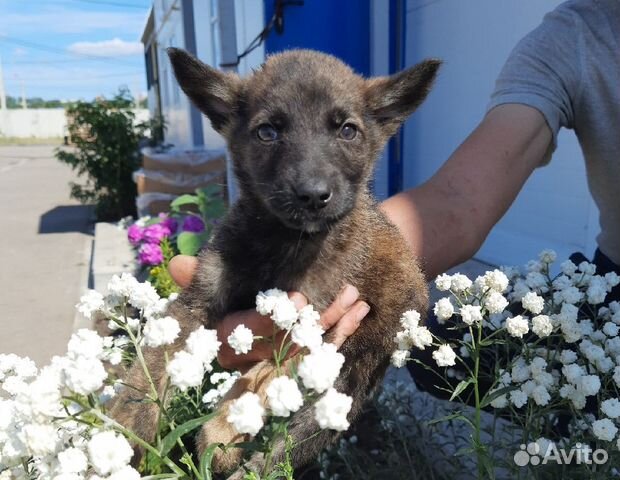 Малыш-тигруля 2 месяца, небольшой