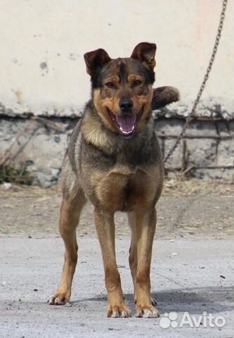 Пёс Рой ищет хозяина. Отдадим в хорошие руки