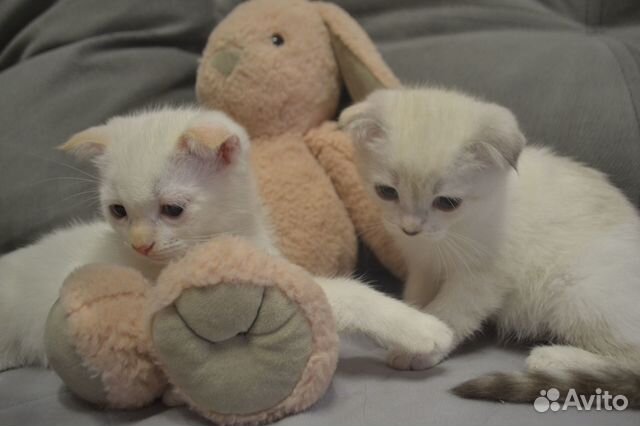 Котята- вислоушки в добрые руки бесплатно