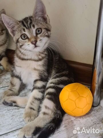 Котенок метис в добрые руки