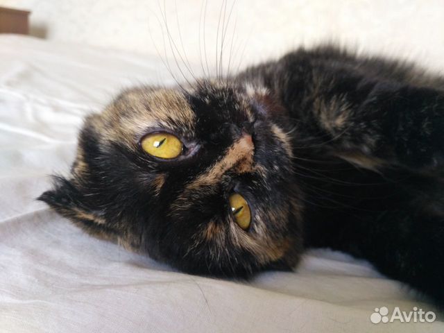 Красотка ищет дом