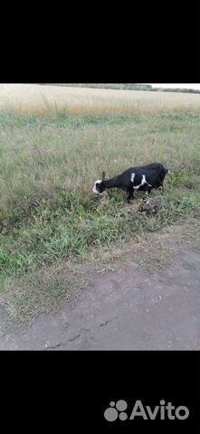 Коза дойная