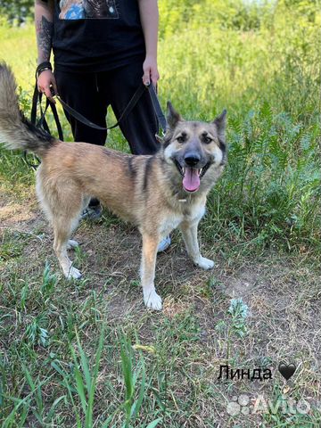 Собака в добрые руки. Линда