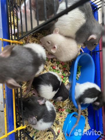 Декоративные крысята