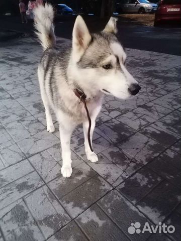 Сибирский хаски
