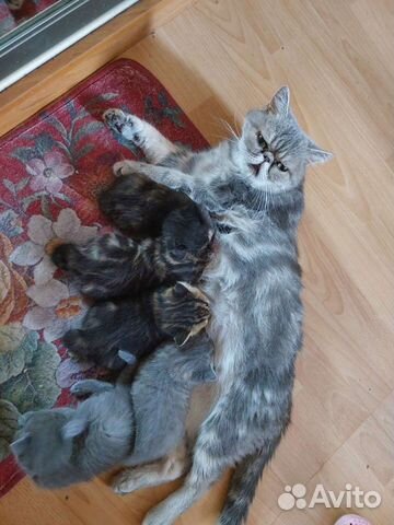 Котята