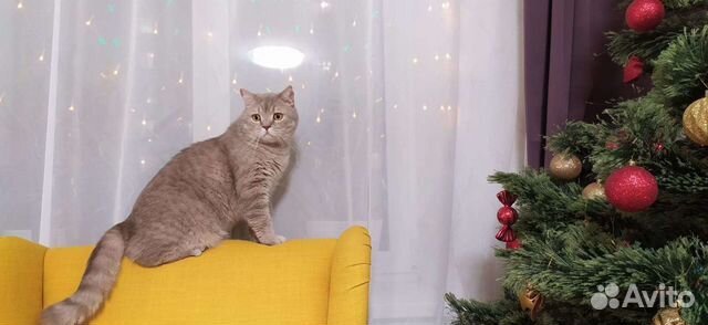 Кот прямоухий британец