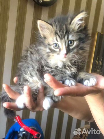 Пушистый котенок, 2 месяца