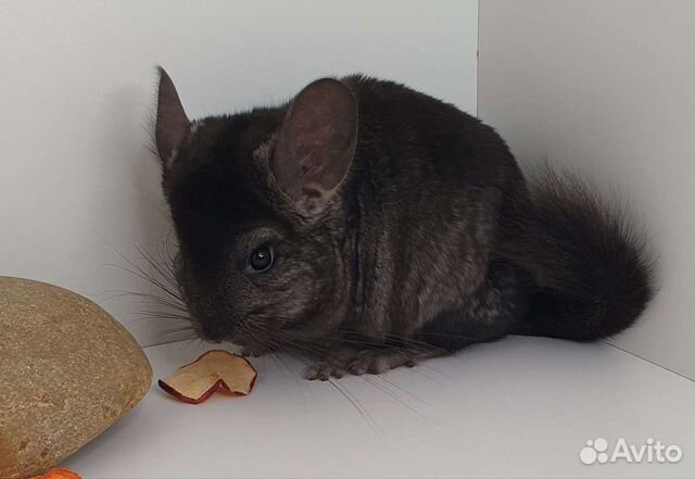 Шиншилленок девочка эбони средний нкпа нф 2 мес