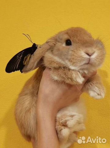 Карликовый кролик
