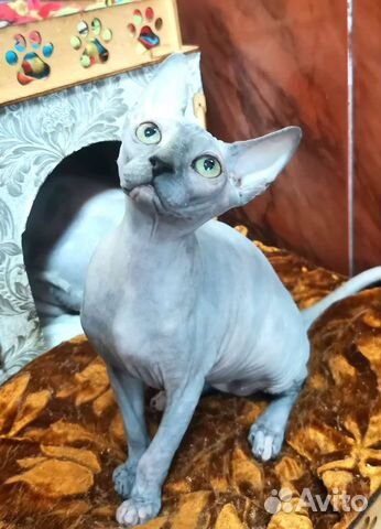 Канадский сфинкс. Нежное солнышко