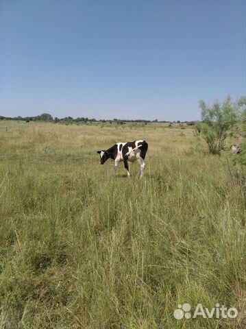 Продам бычка 5 месяцев
