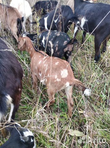 Стадо нубийских коз и 100 козел