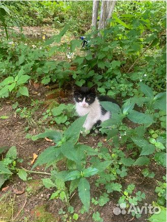 Отдам котенка в добрые руки