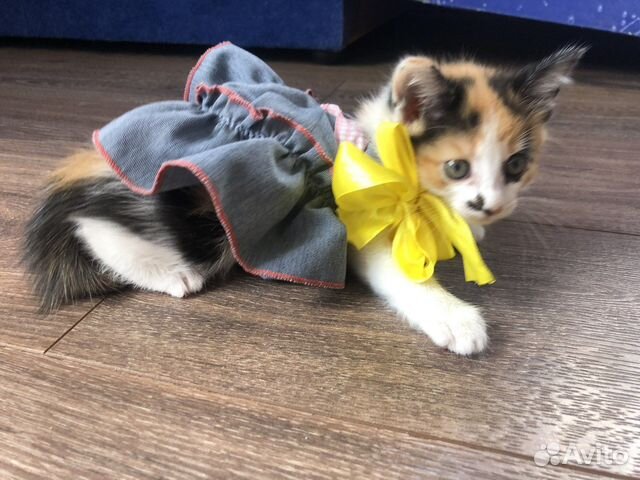 Котенок девочка в добрые руки